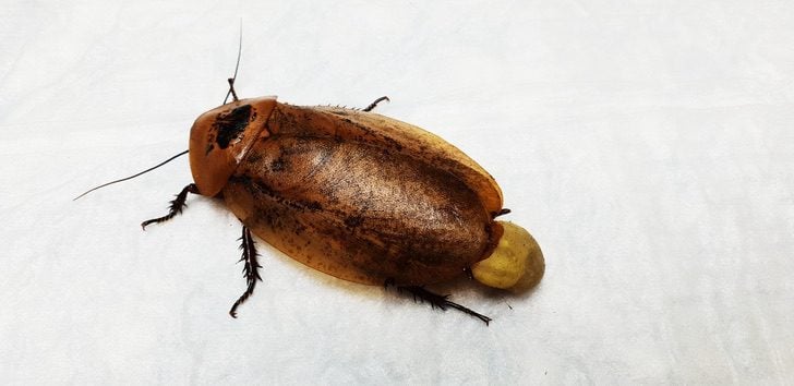 Médicos operan y salvan la vida de una cucaracha que tenía embarazo ...
