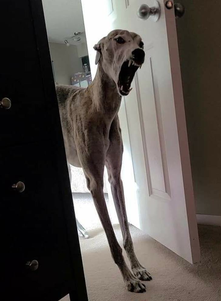 17 imágenes de animales que son tan perturbadoras, que te harán ...